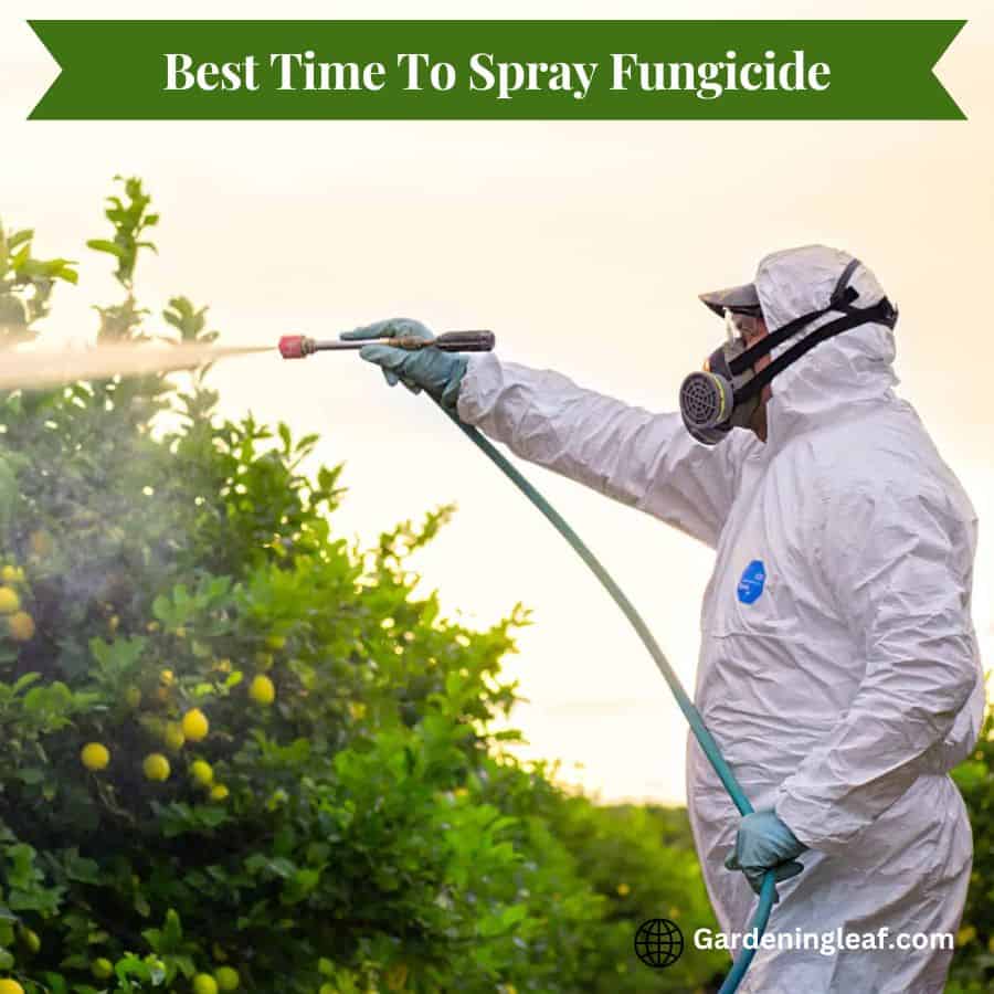 Getting The Timing Right: Best Time To Spray Fungicide - Gardening Leaf