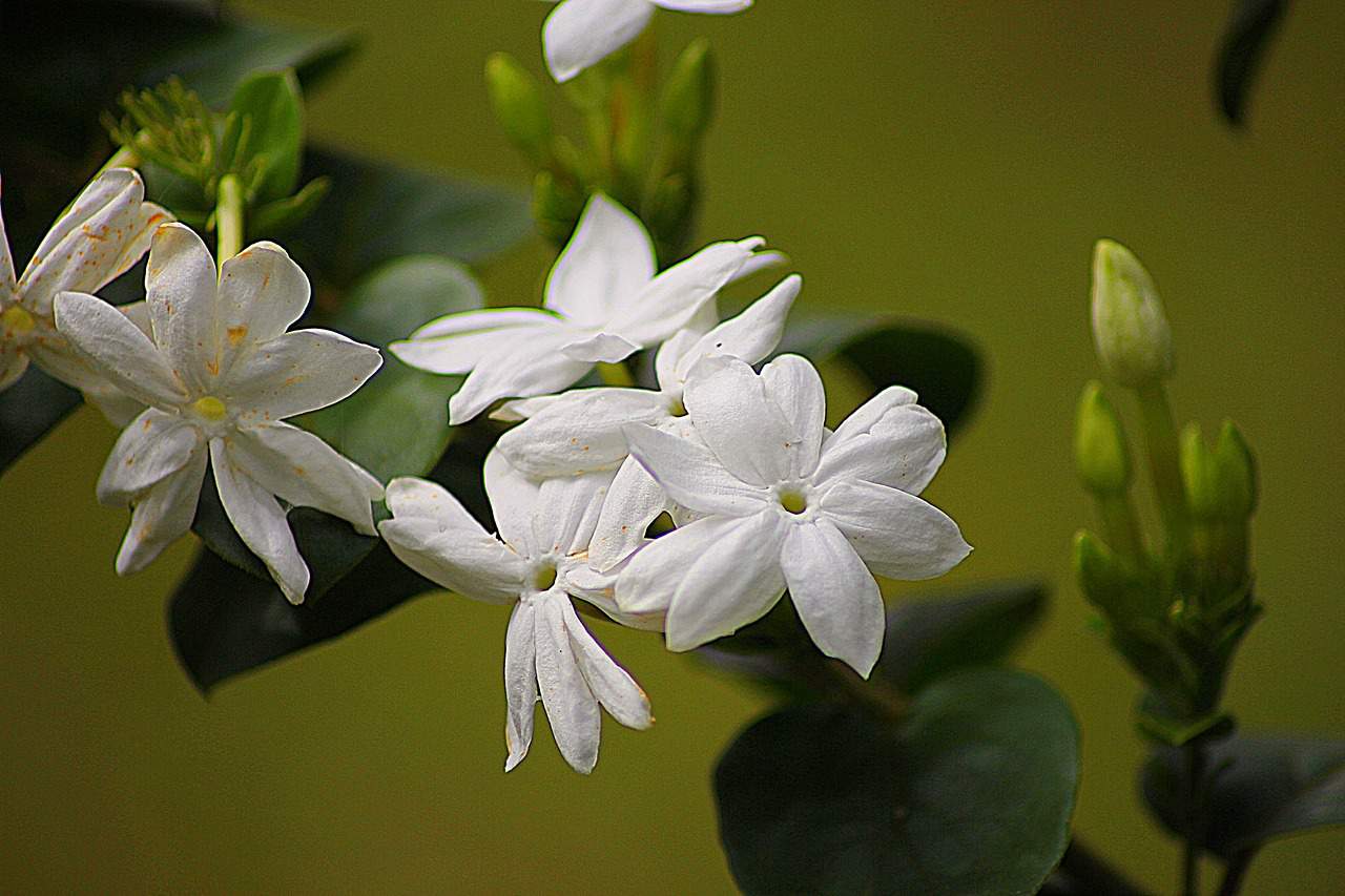 How To Propagate Jasmine Plant: A Comprehensive Guide - Gardening Leaf How To Propagate Jasmine Plant: A Comprehensive Guide - Gardening Leaf